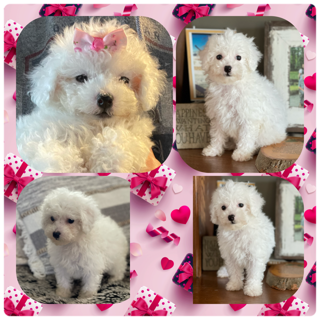 Precious & Silkie - Family Teddy Bears