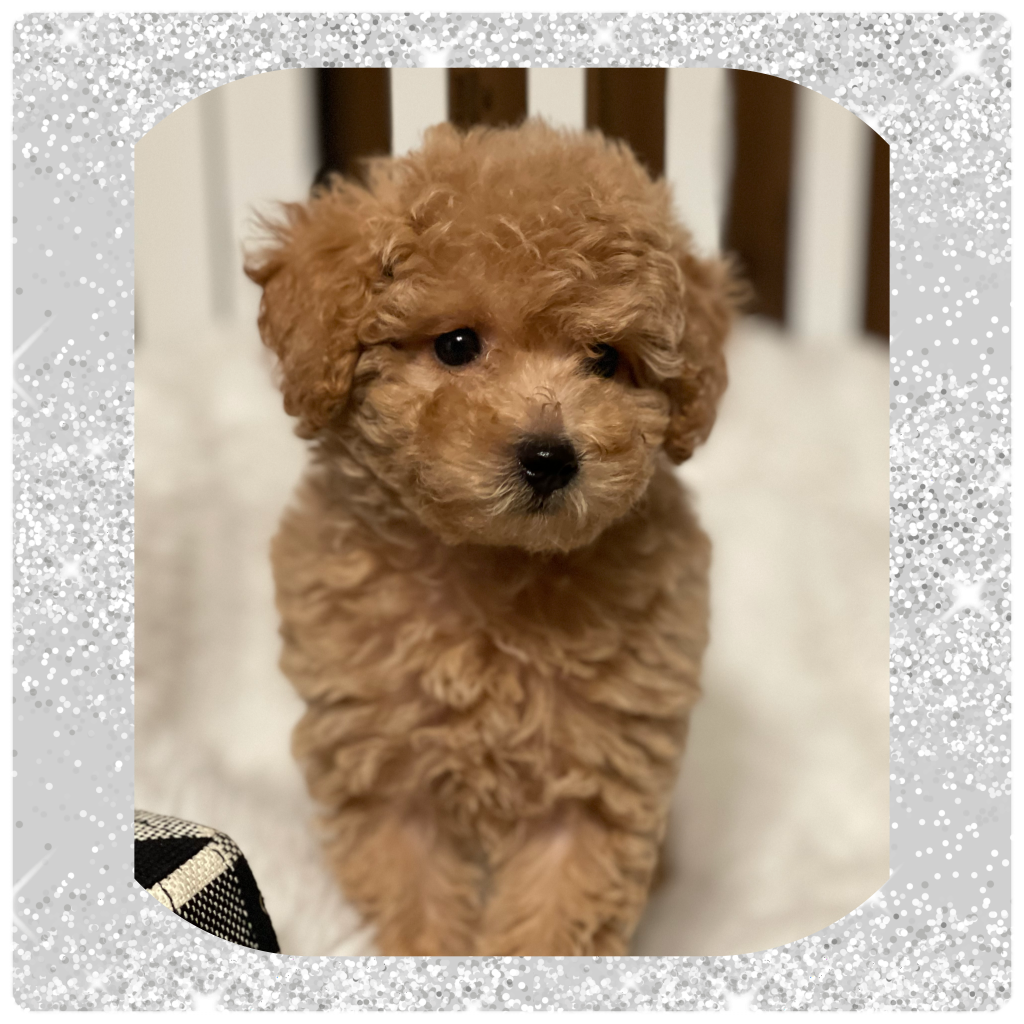 Cozy - Toy Poodle Female - Family Teddy Bears