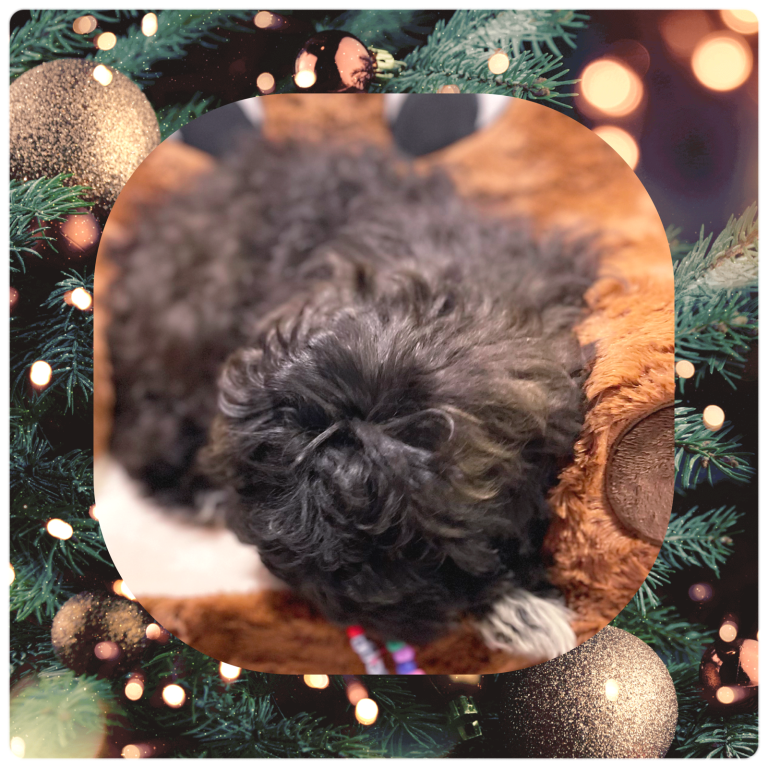 Ombré - Teddy Bear Boy - Family Teddy Bears