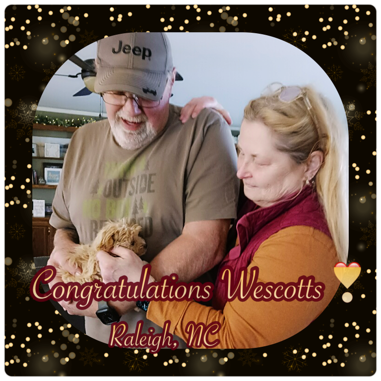 Ombré - Teddy Bear Boy - Family Teddy Bears