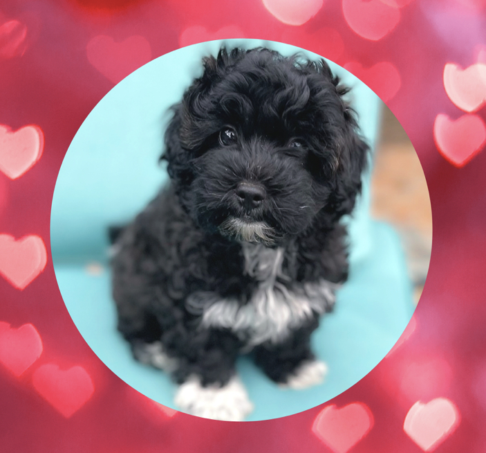 Ombré - Teddy Bear Boy - Family Teddy Bears