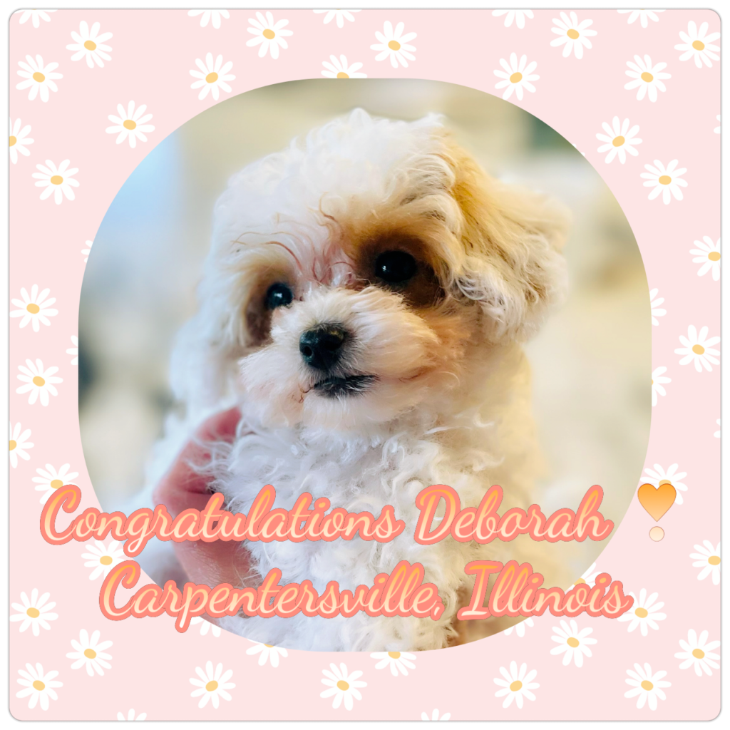 Charo - Teacup MaltiPoo - Family Teddy Bears