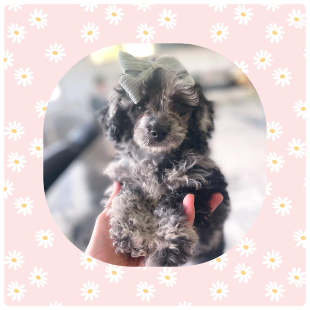 Elsa Toy Poodle Girl Family Teddy Bears Elsa Toy Poodle Girl Family Teddy Bears