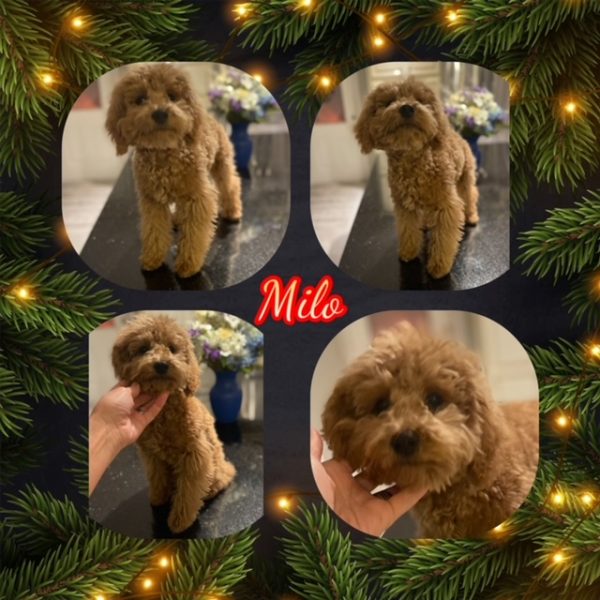 milo-toy-poodle-boy-family-teddy-bears