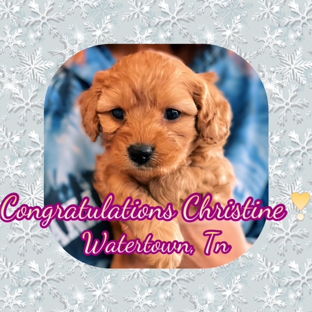 Ruger - CavaPooChon boy - Family Teddy Bears